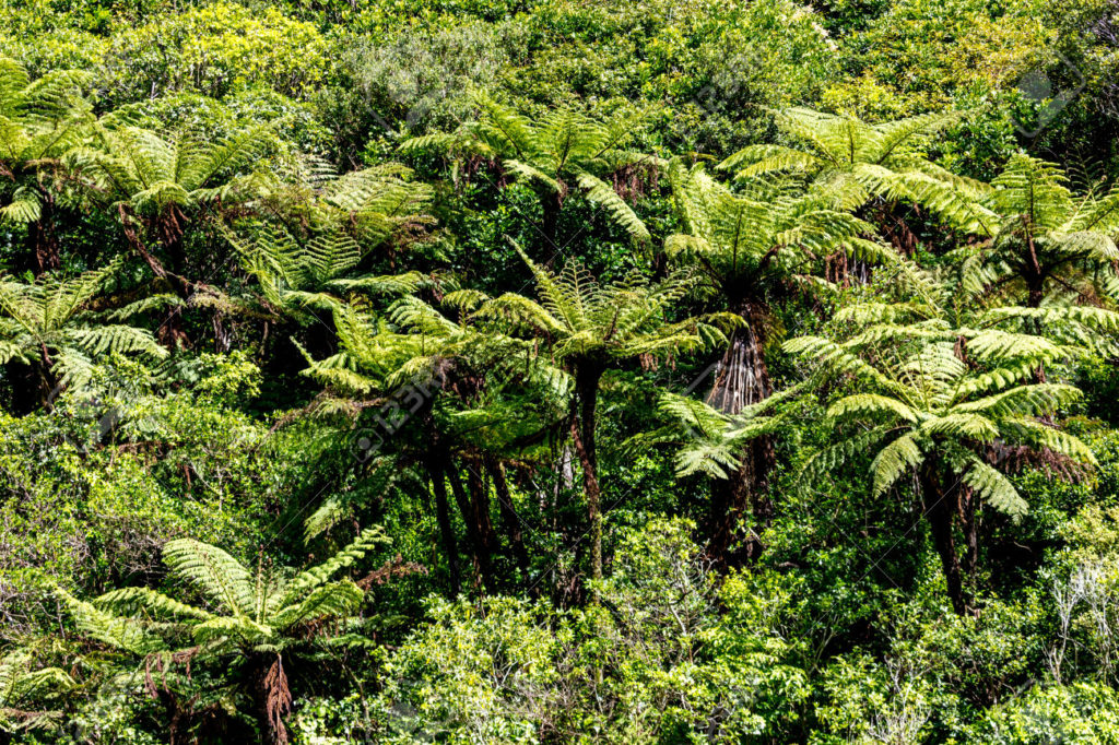 The New Zealand native bush. Fern tree - Ovio